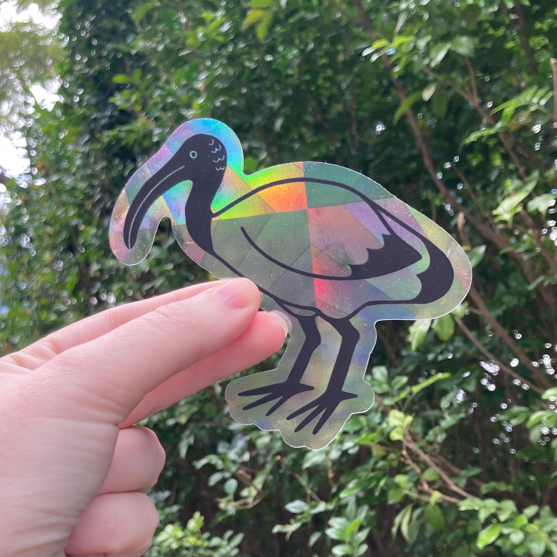 Australian Ibis Rainbow Suncatcher Sticker – Jesse Irwin Art